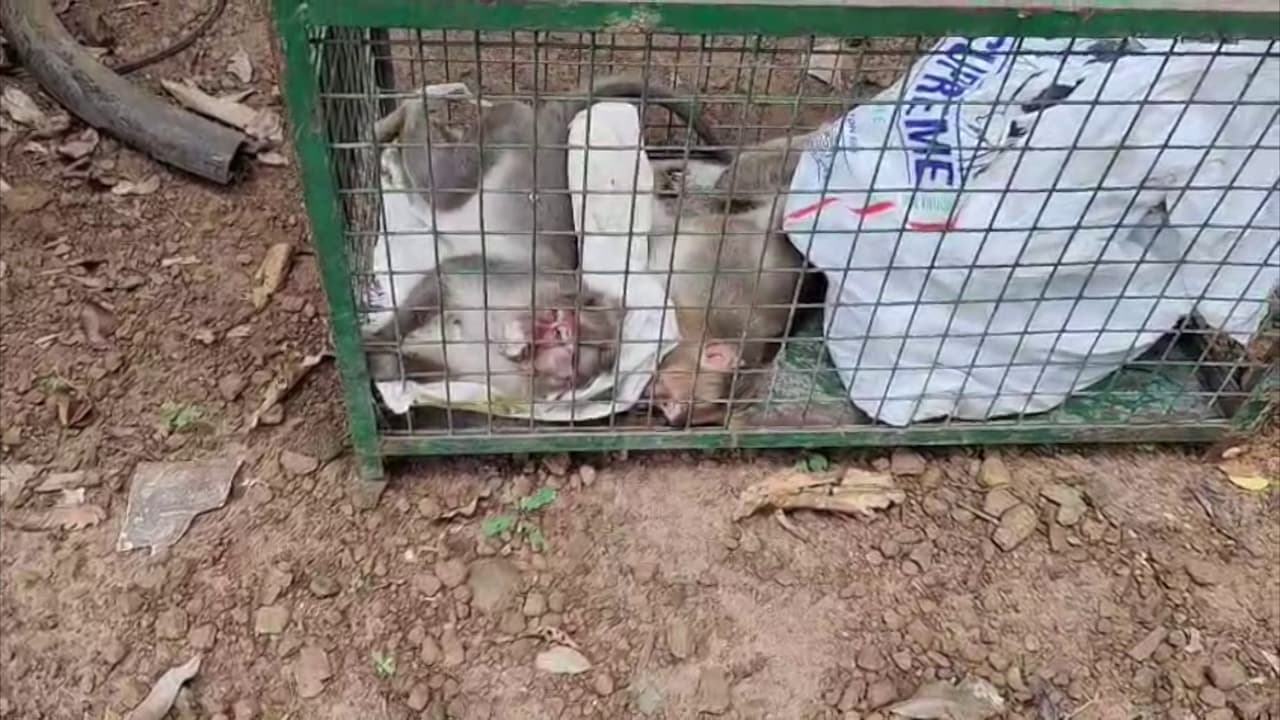 കുരങ്ങന്മാരെ ചത്ത നിലയില്‍ കണ്ടെത്തി Monkeys found dead in ...