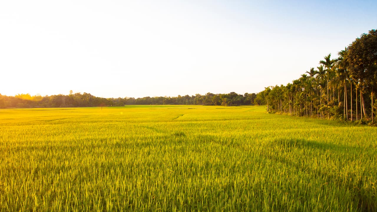 Spraying Rice with Nano-Selenium Improves Yields, Nutrition, and Cuts ...