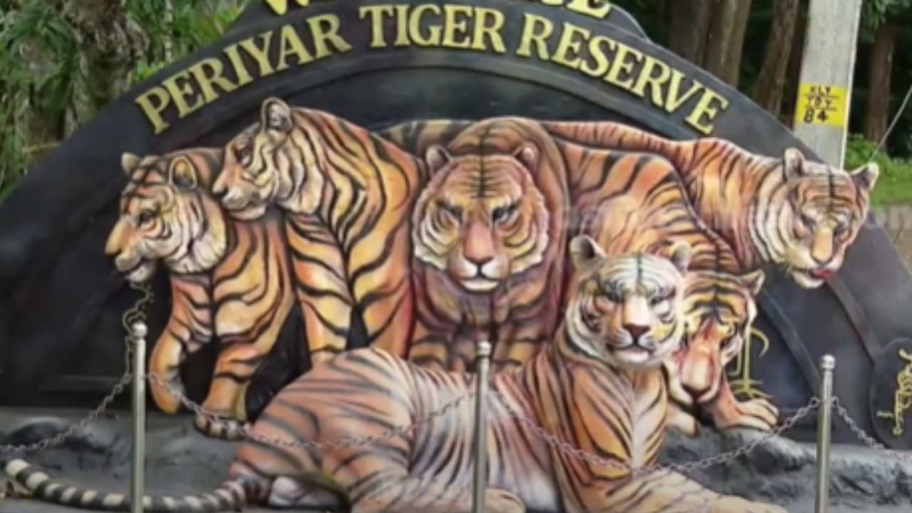 Periyar Tiger Sanctuary turns 75 പെരിയാർ കടുവ സങ്കേതത്തിന് 75 വയസ് ...
