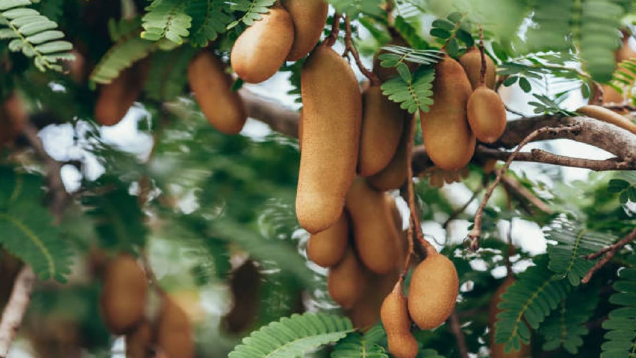 Tamarind Health Benefits: How It Improves Digestion and Supports Weight ...