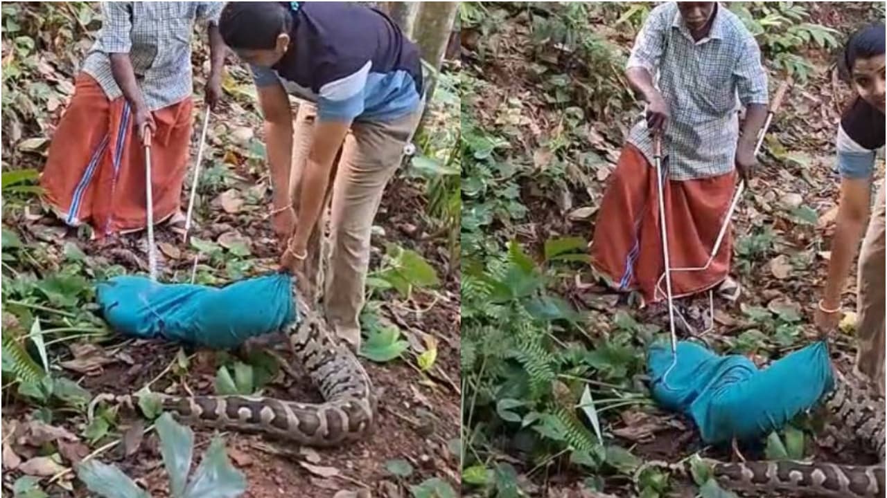 ഭാരം 100 കിലോയിലധികം, നീളം 14 അടി, വീട്ടിലെ പറമ്പിൽ നിന്നും ഭീമ ...