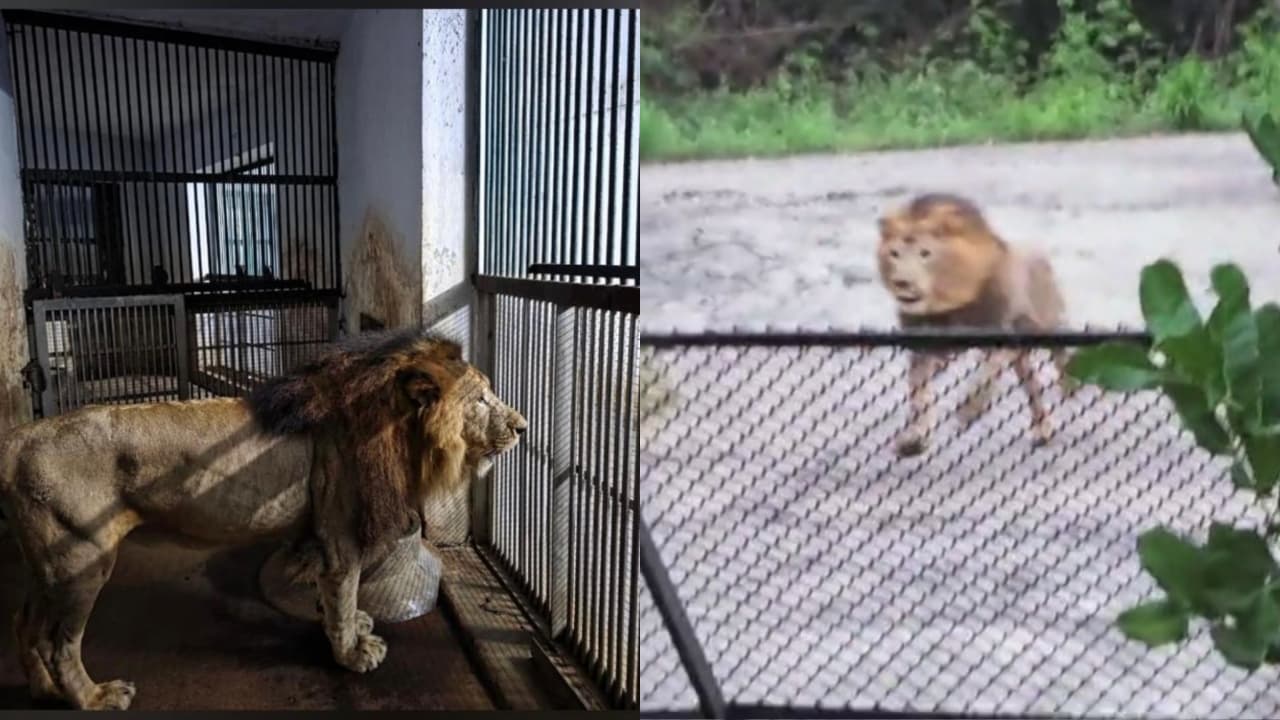 Missing lion | ശിവകാർത്തികേയൻ ദത്തെടുത്ത വണ്ടല്ലൂര്‍ മൃ ഗശാലയില് ...