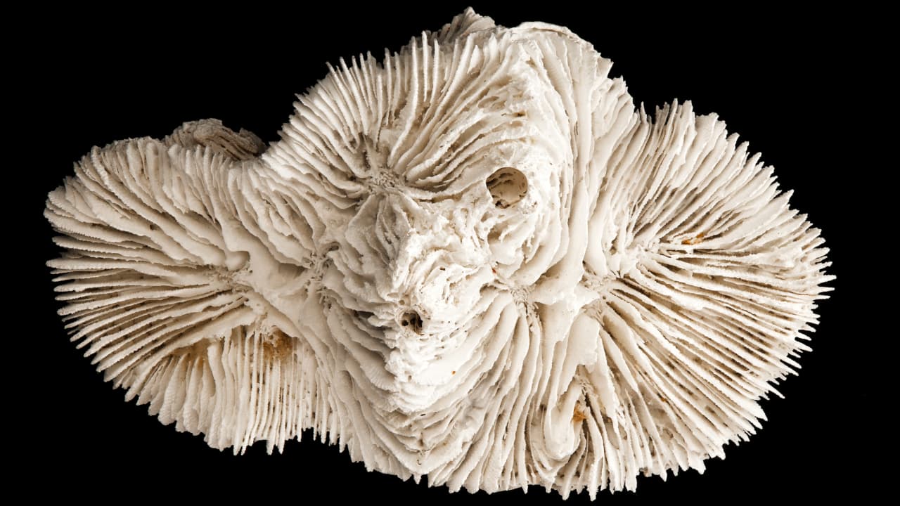 Breakthrough in Coral Fossil Research Offers a New Look at Ancient ...