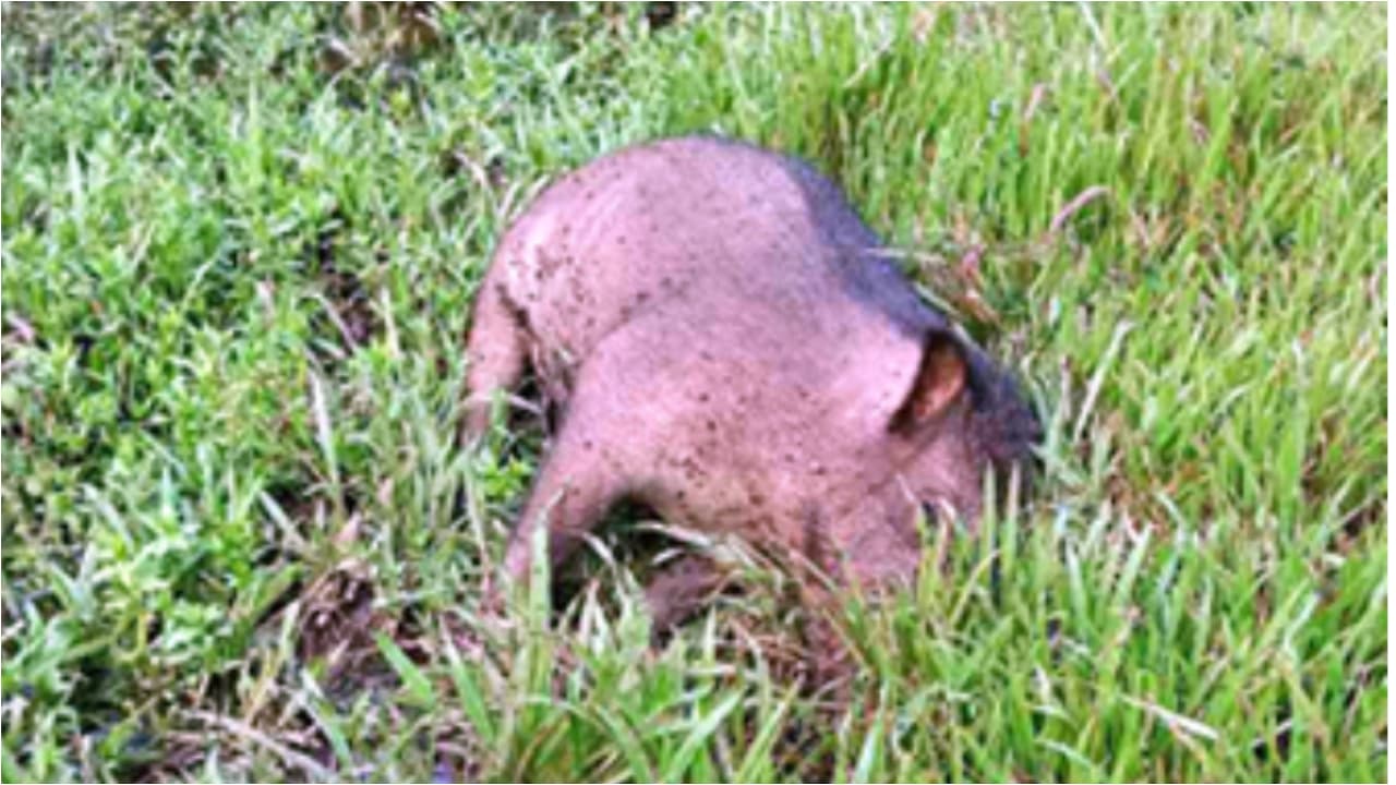 wild boars Trivandrum തിരുവനന്തപുരത്ത് ആറ് മാസത്തിനിടെ വെടിവച്ചുകൊന്നത് ...