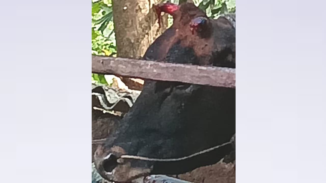 Rabies infected dairy cow's death spread fear| കറവപ്പശു പേവിഷ ബാധയേറ്റ് ...