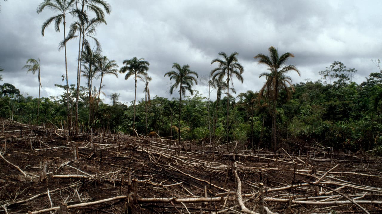 Widespread Deforestation Can Increase Flood Risk by up to 700%, Study ...