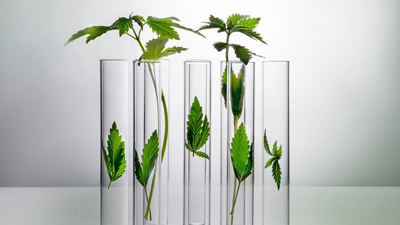 Scientists Discover How Plants Make Rare Anti-Cancer Compound; Read ...