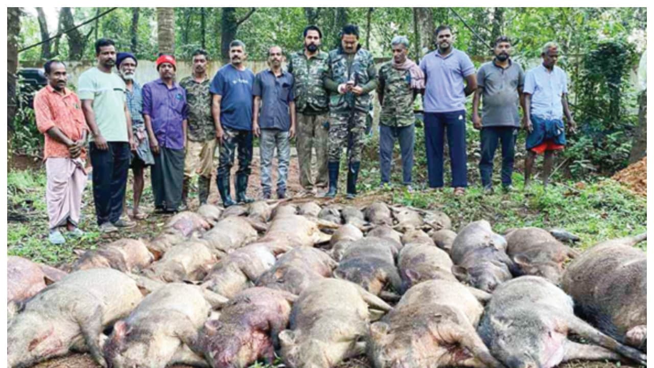 ഏറ്റവും വലിയ പന്നിവേട്ട; കാളികാവിൽ 40തോളം പന്നികളെ വെടിവെച്ചു കൊന്നു ...