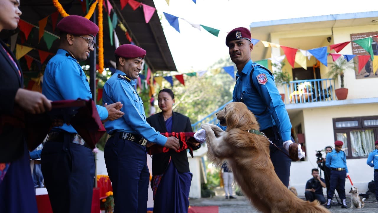 What is Kukur Tihar? Nepal's Festival That Honours Dogs as Guardians of ...