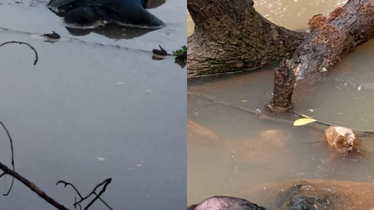 കരമനയാറ്റിൽ ഒരാഴ്ചയ്ക്കിടെ ഒരേയിടത്ത് മരക്കമ്പുകൾക്കിടയിൽ കമഴ്ന്നു ...