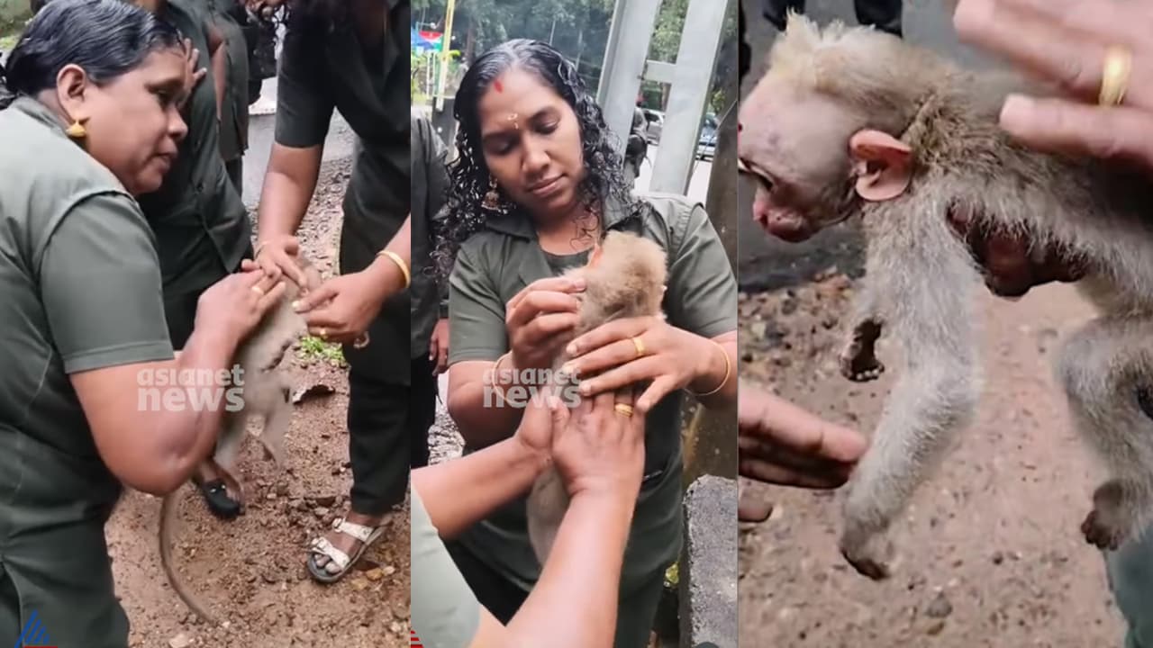 केरल: करंट से अचेत हुए 2 बंदरों की सीपीआर देकर बचाई जान, देखें वायरल ...