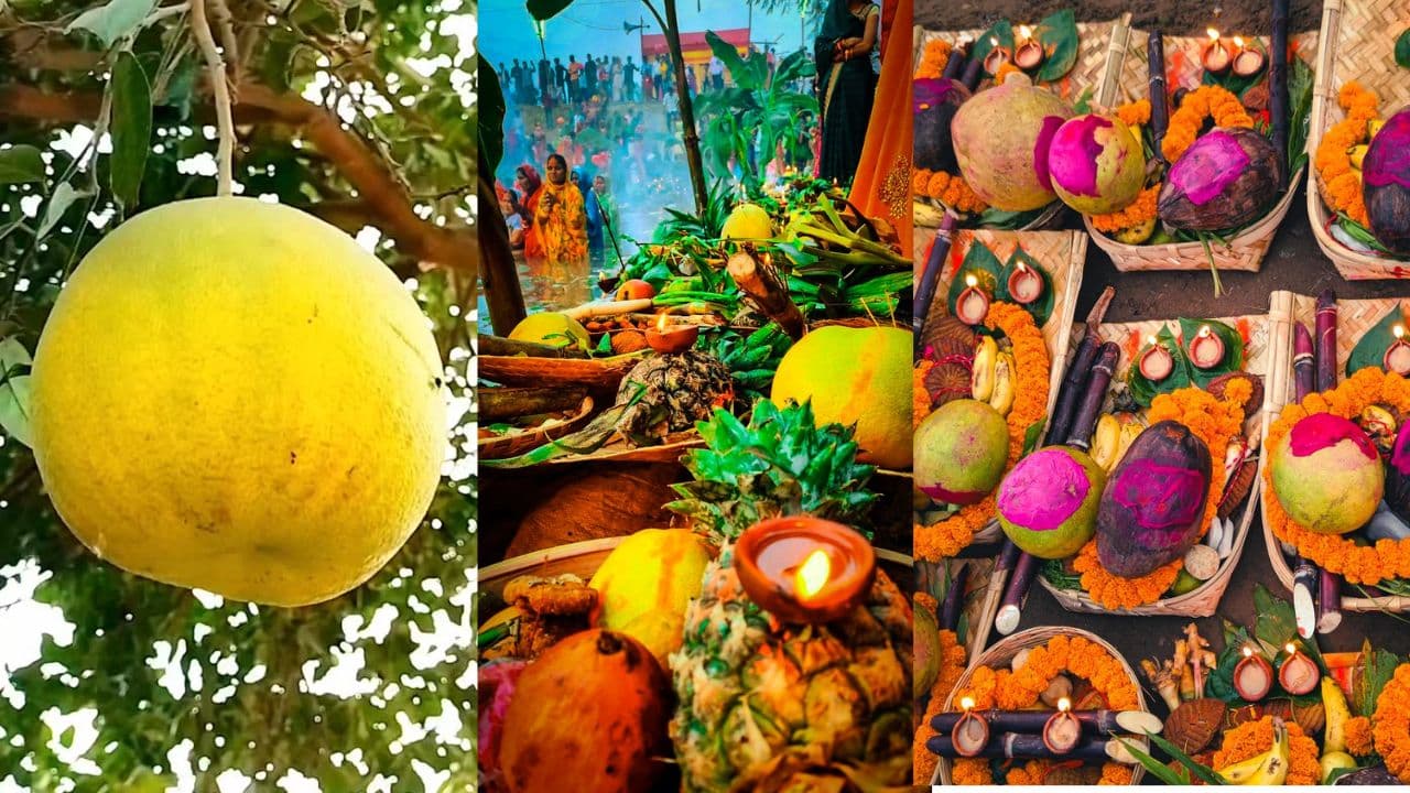 Gagar Nimbu Chhath: छठ पूजा में गागर नींबू रखने का क्या है महत्व, जानें ...