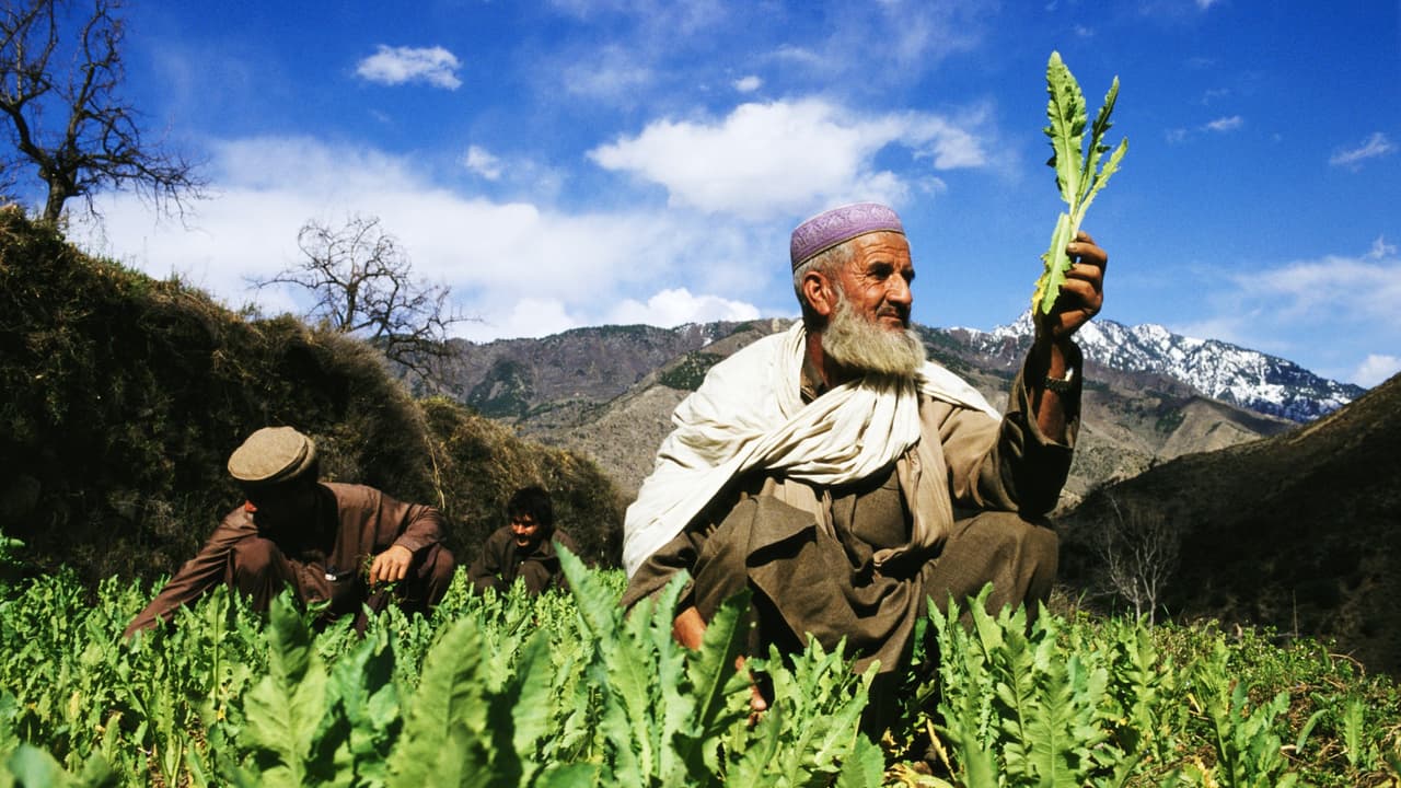 From Poppy to Port: How Pakistan Launders Drug Profits Through ...