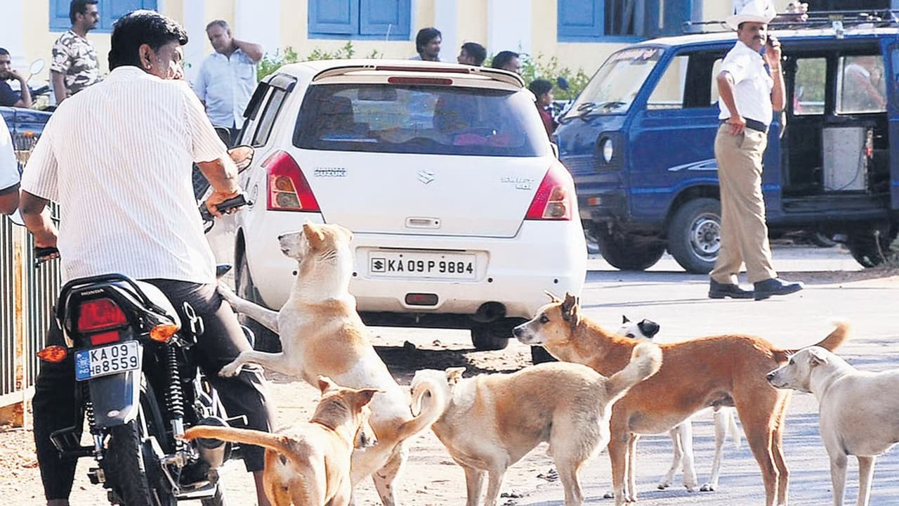 Bengaluru to Build Shelters for Stray Dogs on City Outskirts, Says BBMP ...