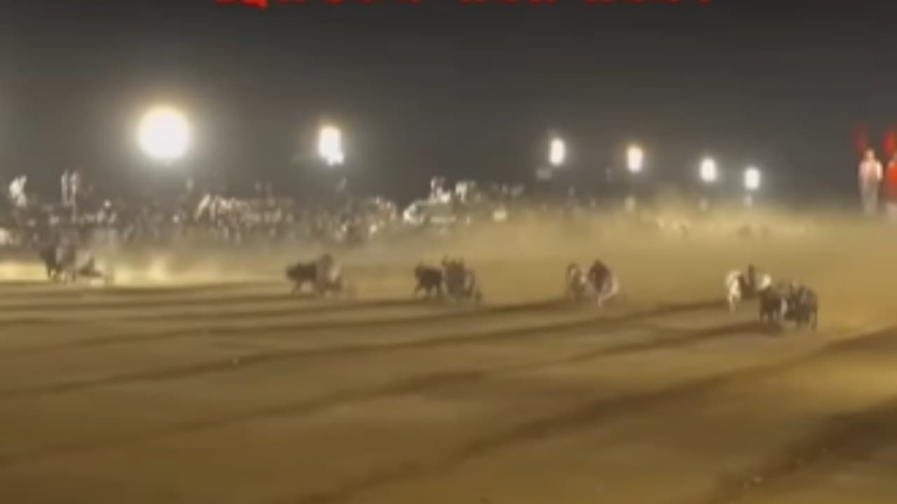 Sangali Bailgada Race : सांगलीत श्रीनाथ केसरी बैलगाडी शर्यतीत ...