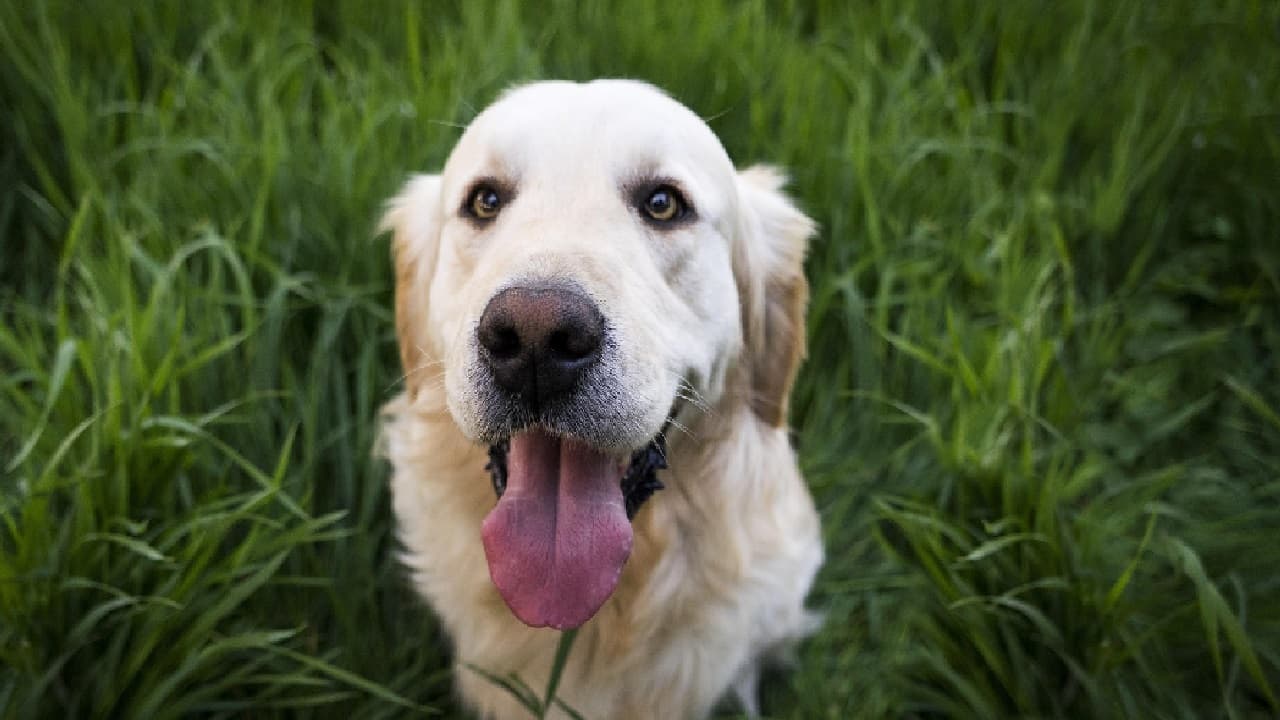 Is a Dog Barking at Night a Bad Omen? Here’s What Omenology Says ...