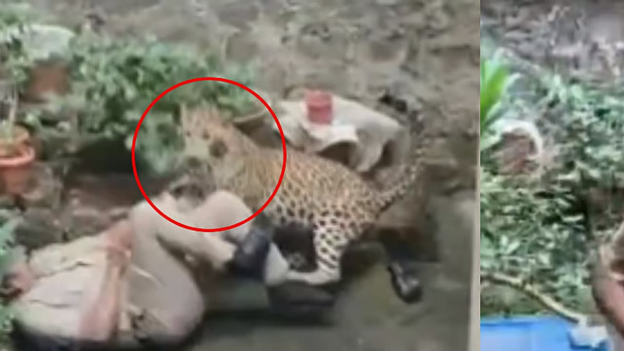 Leopard: கீழே தள்ளி புரட்டி எடுத்த சிறுத்தை.. நூலிழையில் உயிர் தப்பிய ...