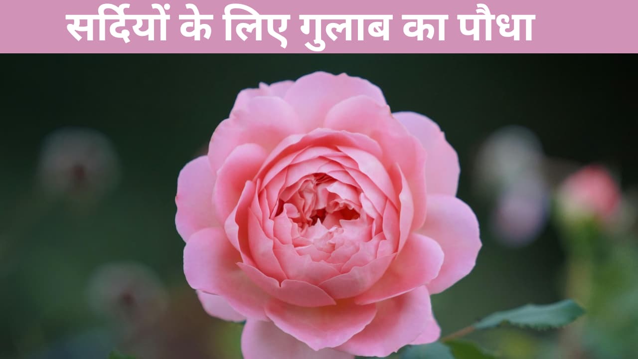 Rose Plant: खूबसूरती का मास्टरपीस, 300रु में गुलाब के पौधे ! | Asianet ...