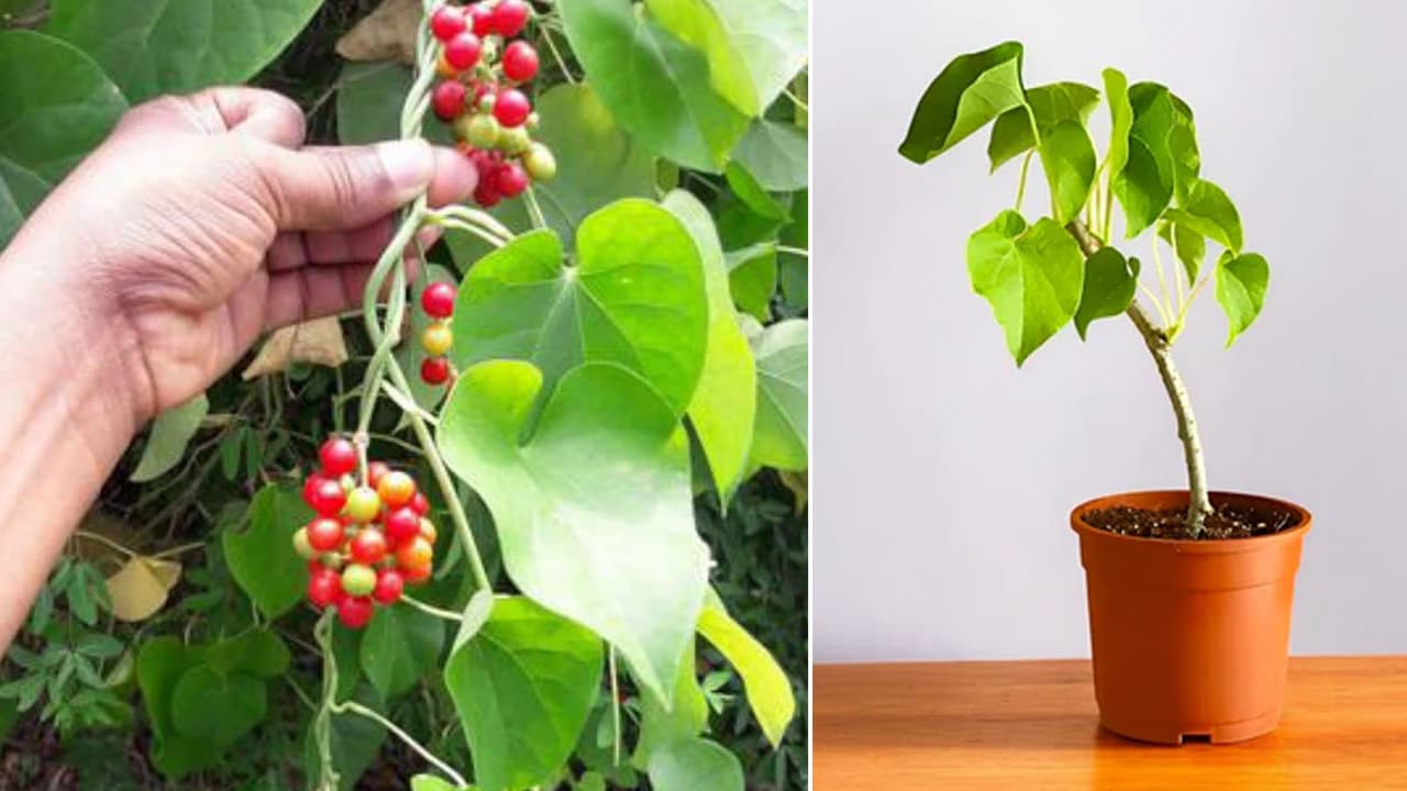 Giloy Plant: अमृत से कम नहीं ये प्लांट! बालकनी में एक छोटे गमले में ...