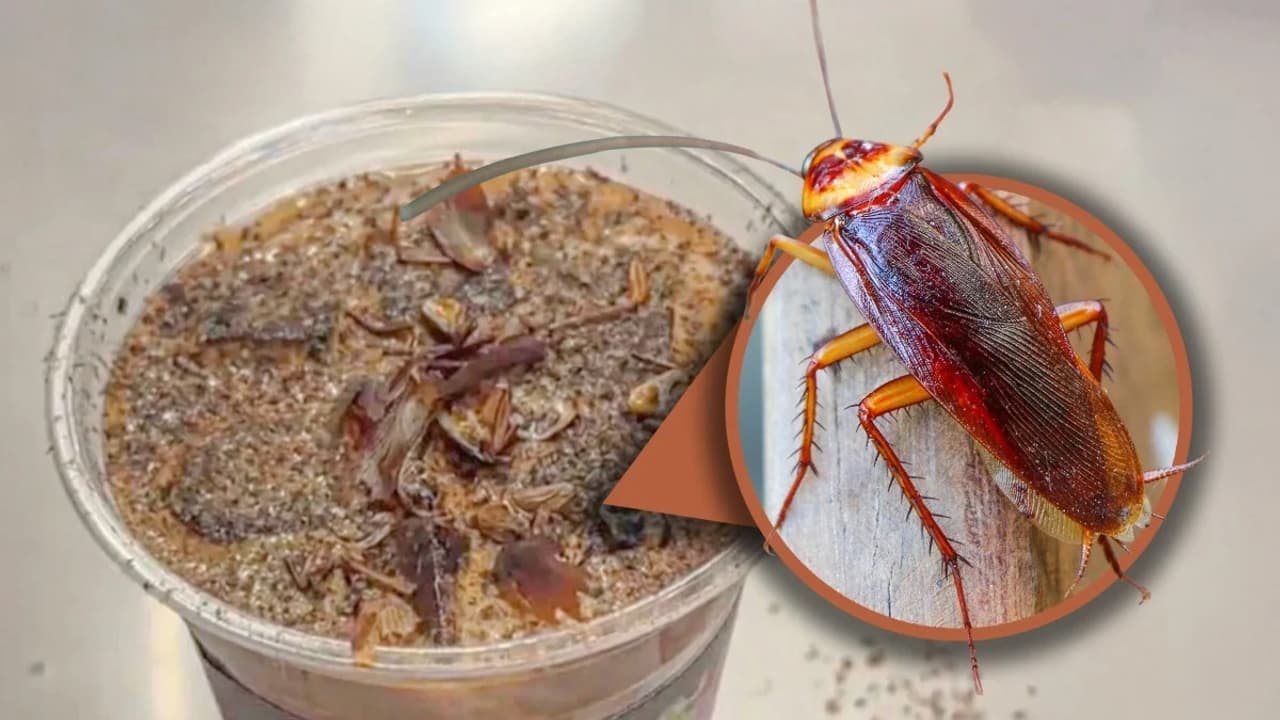 China Cockroach Coffee: கரப்பான் பூச்சி காபி! ஒரு கப் 560 ரூபாய் ...