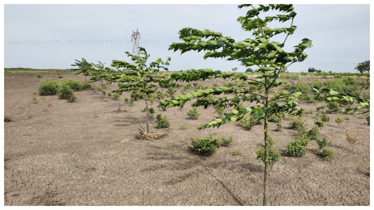 Malabar neem cultivation : കുറഞ്ഞ ചെലവില്‍ പത്ത് വർഷം കൊണ്ട് 20 ...