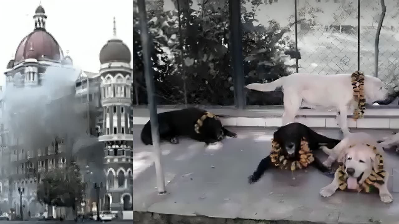 India Untold | Gone But Not Forgotten: Four Hero Dogs Who Saved Mumbai ...