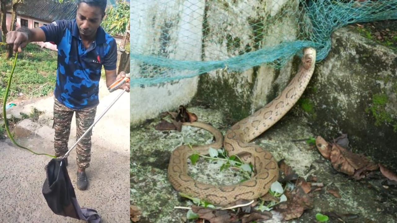 65 snakes caught from Sabarimala 11 അണലി, 8 കാട്ടുപാമ്പ്, 16 ചേര ...