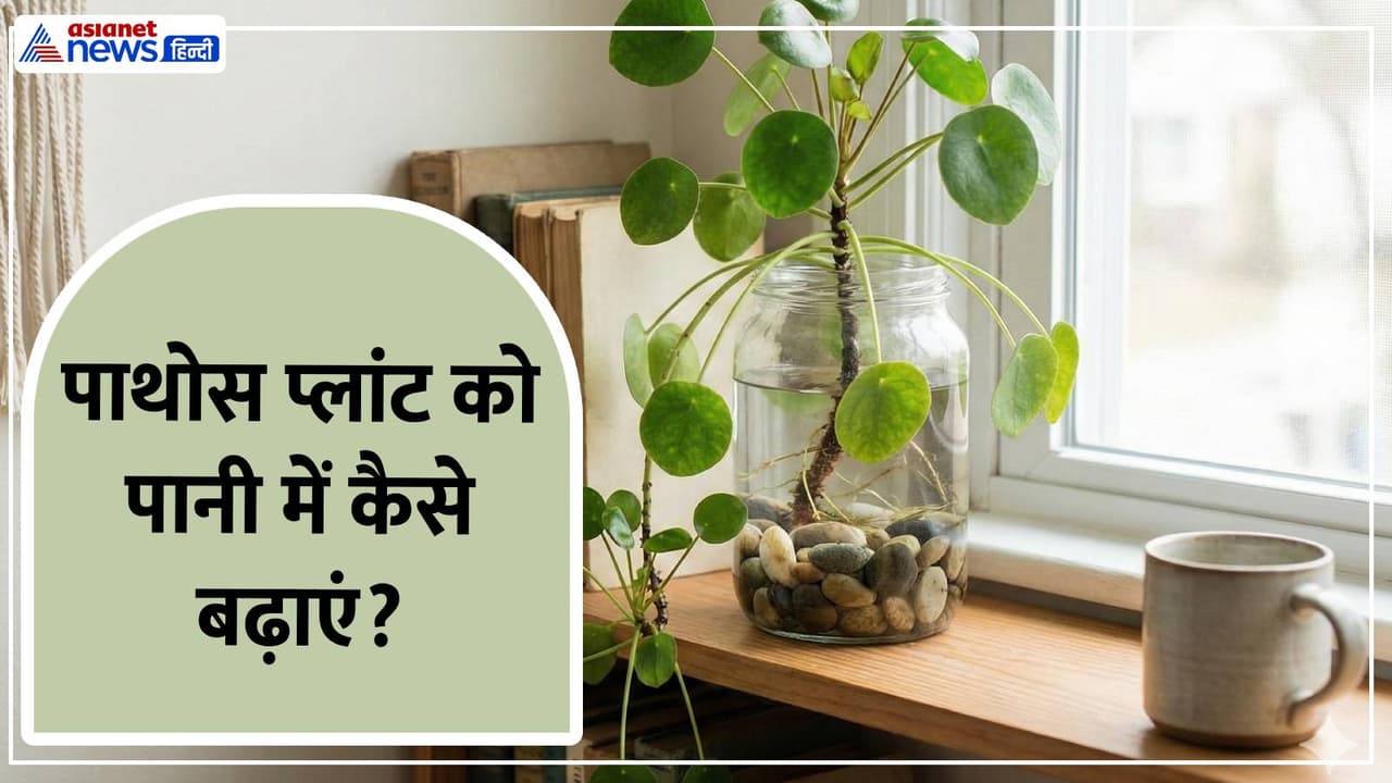 नहीं पड़ेगी मिट्टी की जरूरत, जानें पाथोस प्लांट को पानी में कैसे बढ़ाएं ...