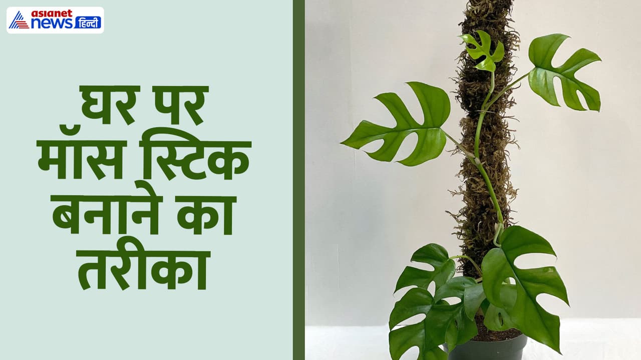 DIY Moss Stick: क्लाइंबिंग प्लांट्स की स्पीड बढ़ाएं, घर पर आसानी से ...