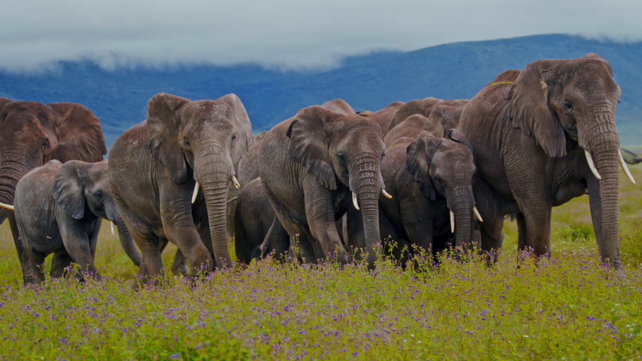 How Zimbabwe Uses Tech to Track Elephants and Reduce Human-Wildlife ...