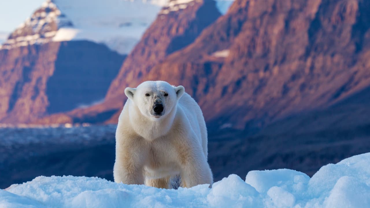 Scientists Find Polar Bears May Be Adapting to Warmer Climates in ...