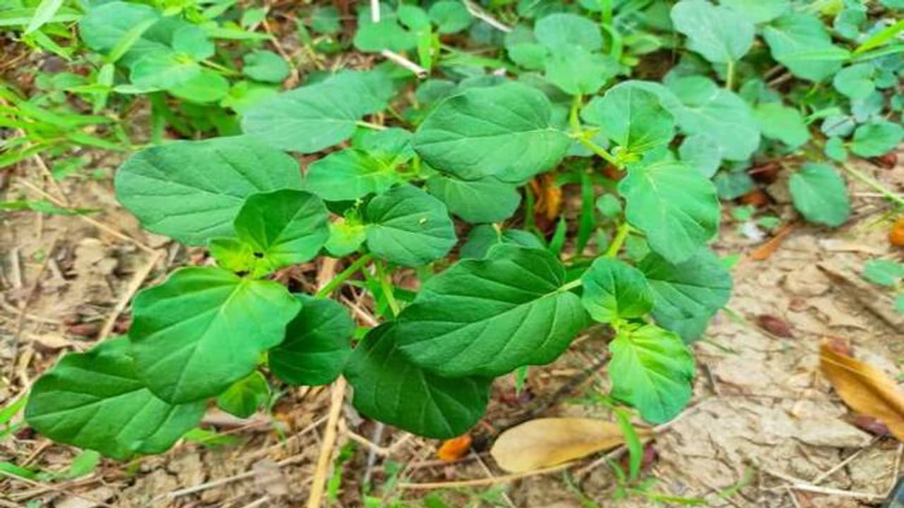 பவர்புல் கீரை 'அனைத்து' பிரச்சினைகளுக்கும் ஒரே தீர்வு தரும் ...