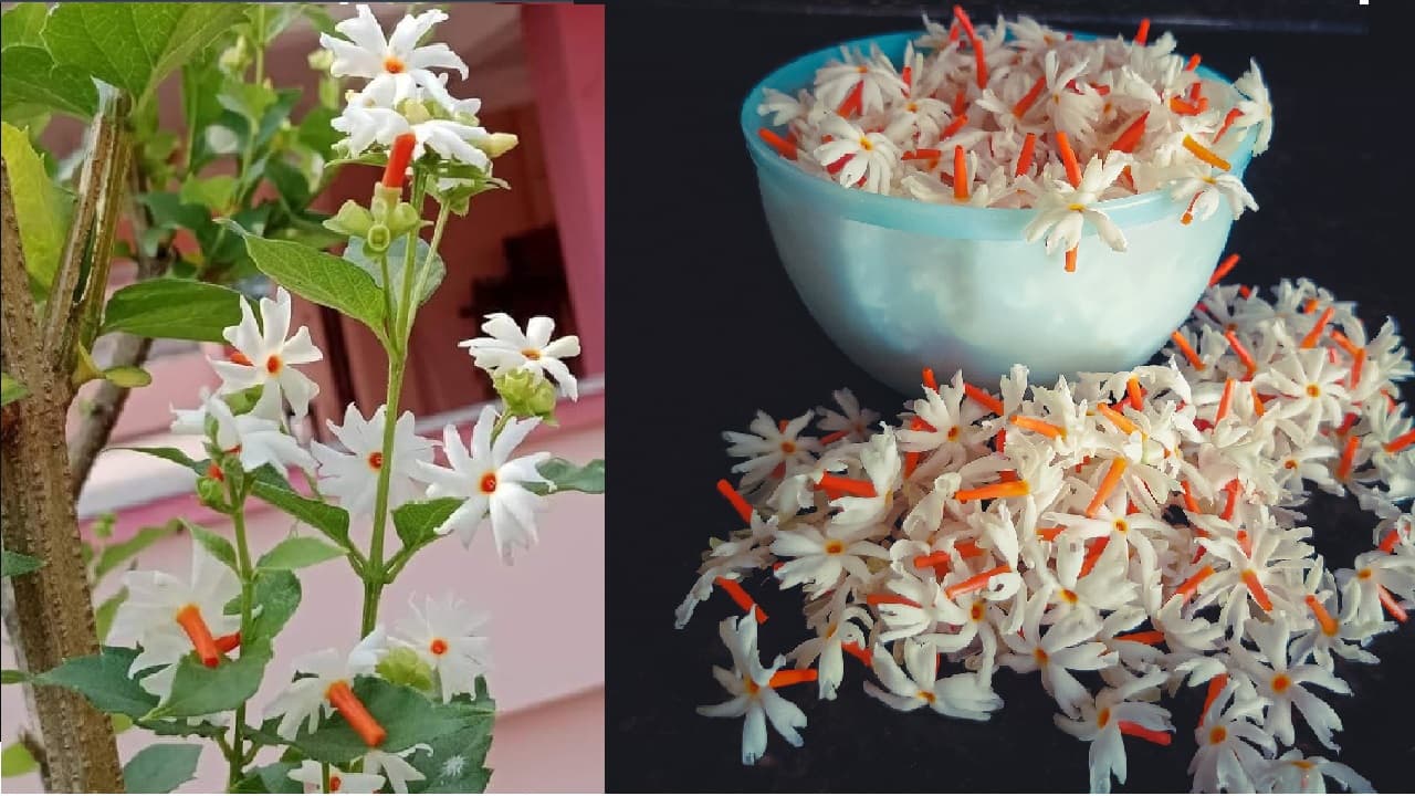 Parijatham plant: ఇంట్లో కుండీలోనే పారిజాతం మొక్కను ఇలా సులువుగా ...