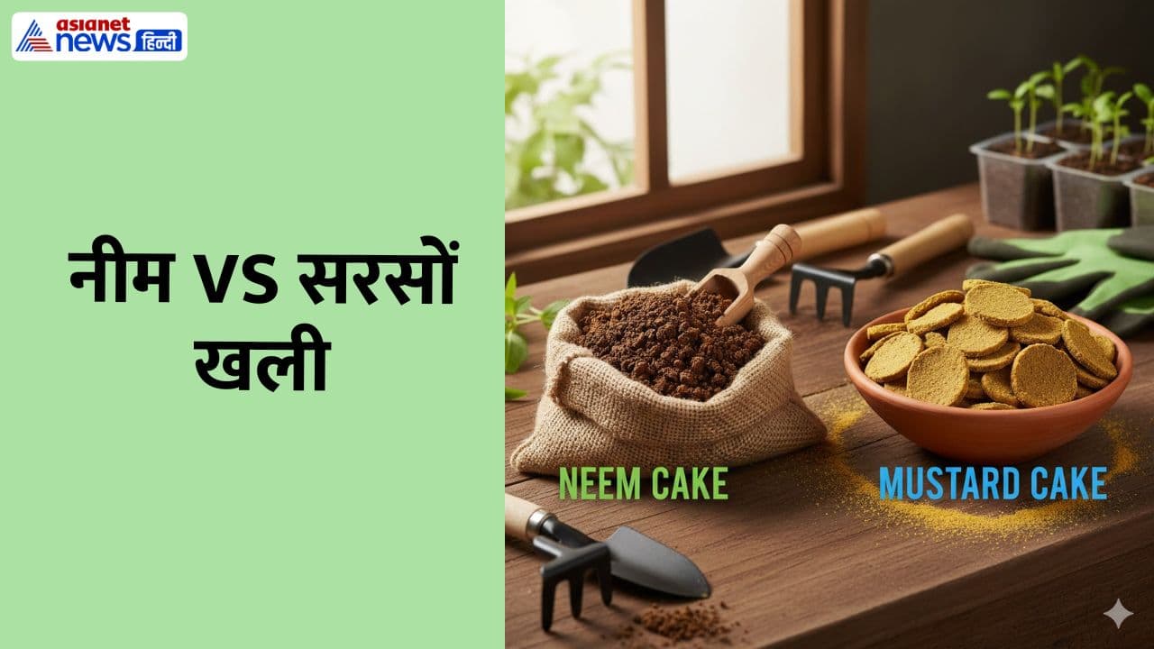 Neem Vs Mustard Cake: नीम की खली vs सरसों की खली, पौधे और मिट्टी के लिए ...