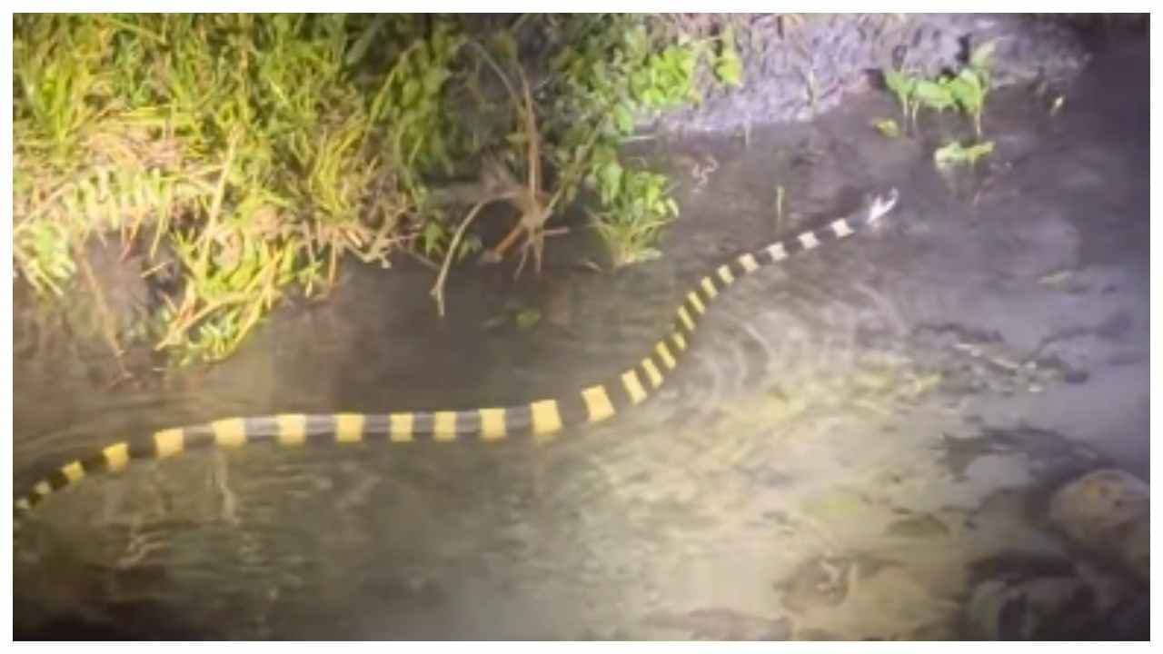 ‘Those Beautiful Bands’: IFS Officer Captures Rare Banded Krait on ...