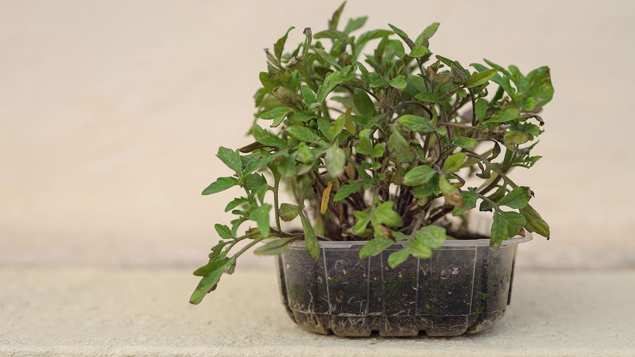 Grow Fresh Veggies at Home: Easy Vegetables You Can Plant in Bottles ...