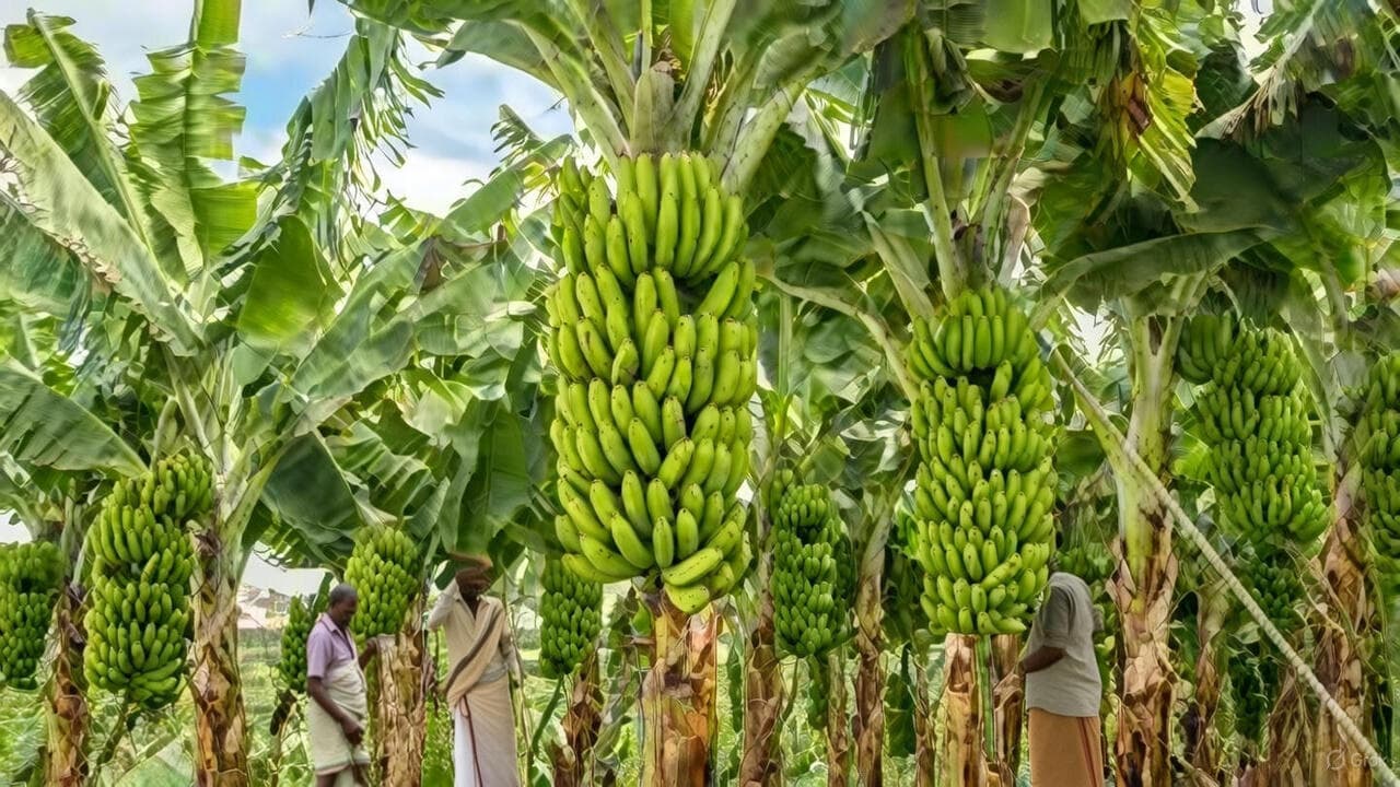Profitable farming: एका घडात तब्बल 300 केळी? शेतकऱ्यांना करोडपती ...
