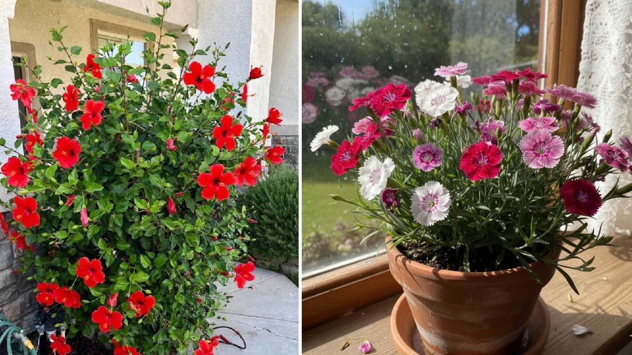 Want a Colorful Balcony? These 4 Flowers Grow Best in January; Here Are ...