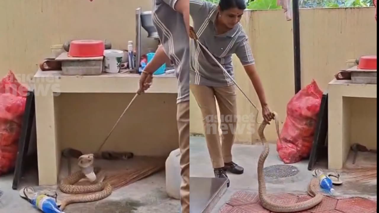 Kerala Woman Forest Officer Rescues King Cobra From Private Residence ...