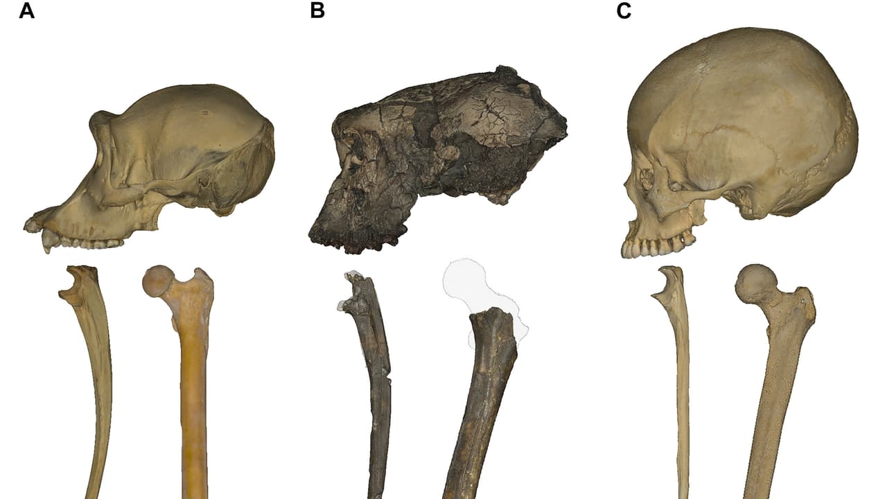 Is This Humanity’s First Ancestor? A 7-Million-Year-Old Ape May Have ...