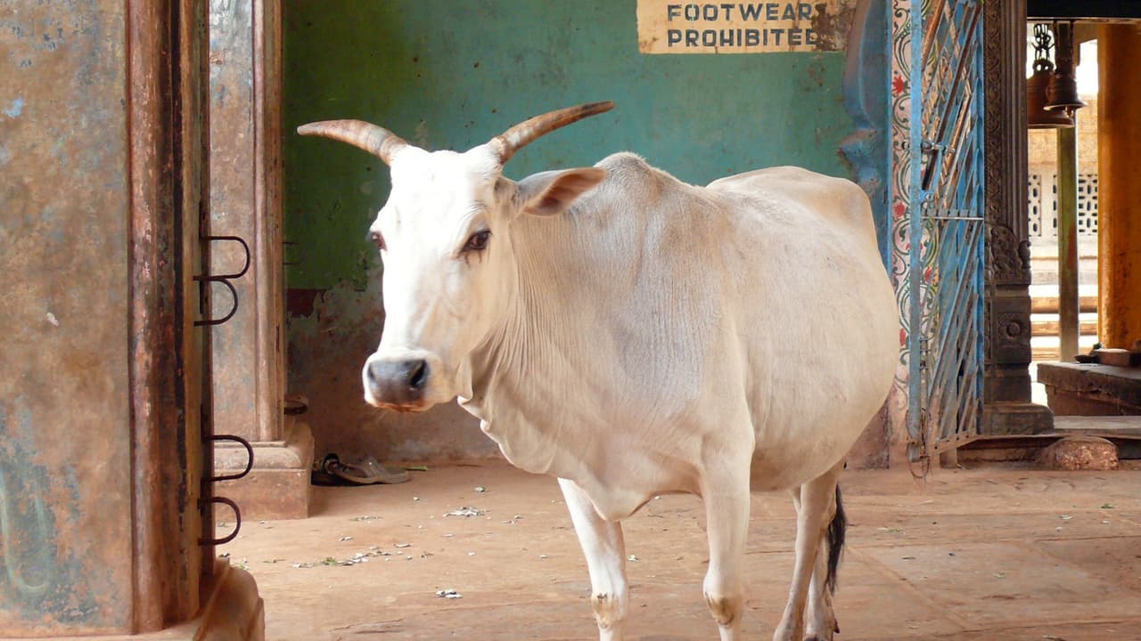 Heart‑Touching Viral Video Shows Cow Rescued After Spending 48 Hours ...