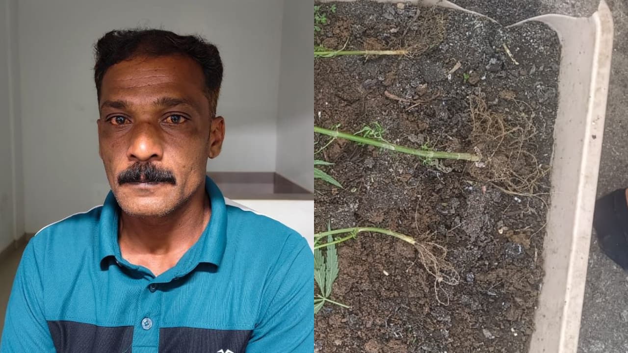 കൽപ്പറ്റയിലെ വീട്ടിലെ ടെറസിൽ ട്രേയിൽ കഞ്ചാവ് ചെടികൾ പിടികൂടി| ganja ...