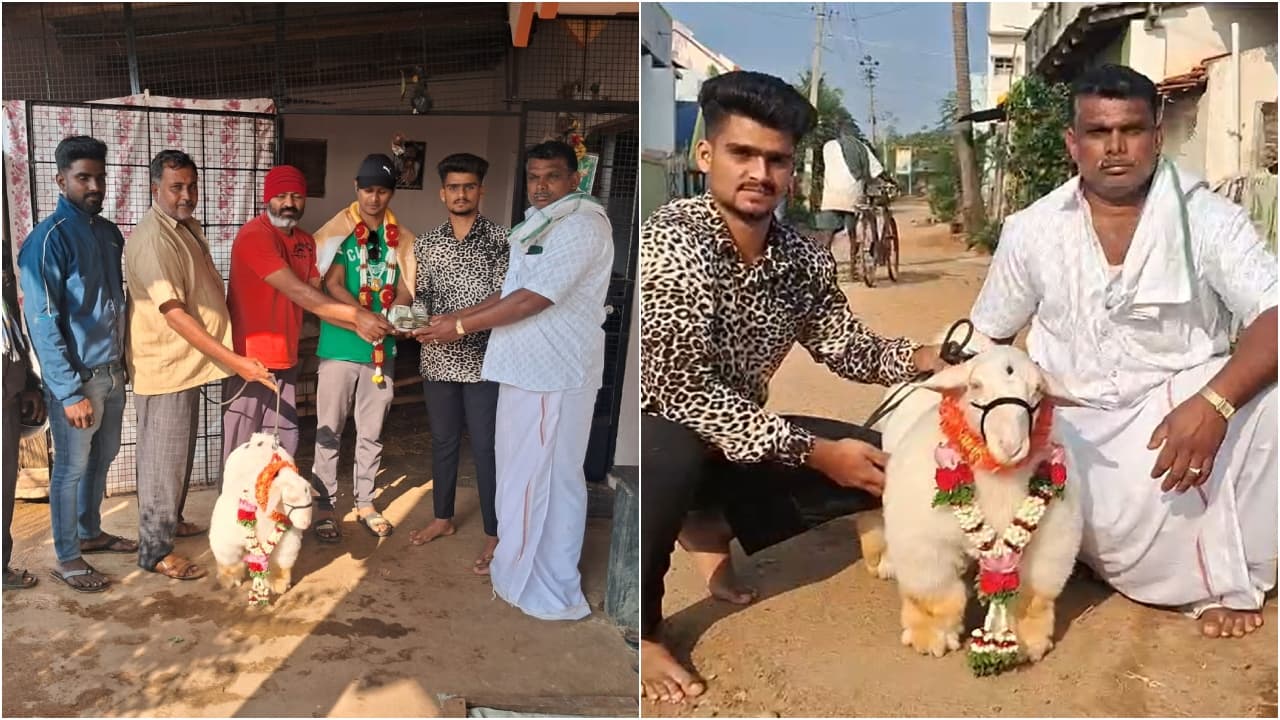 ಮಂಡ್ಯ: 11 ತಿಂಗಳ ಬಂಡೂರು ಕುರಿ ದಾಖಲೆಯ 1.35 ಲಕ್ಷ ರೂಗೆ ಮಾರಾಟ! ಬೆಂಗಳೂರು ...