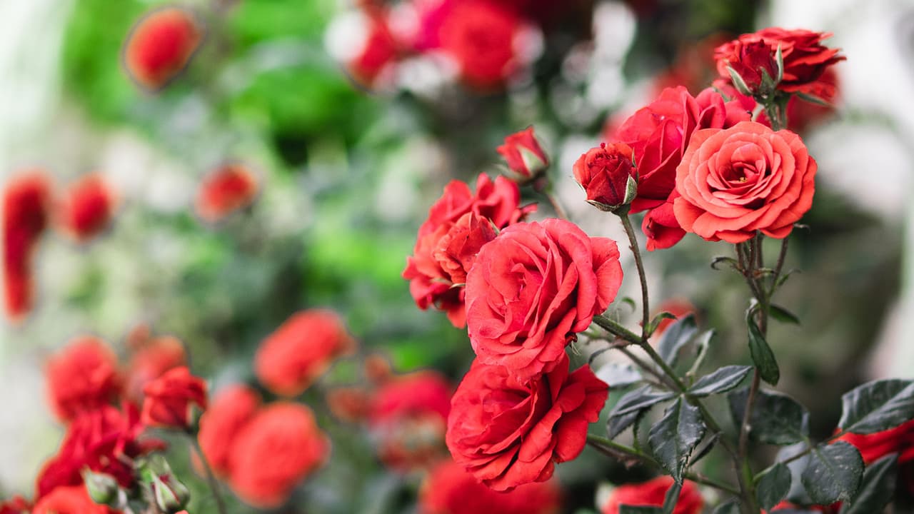 Red Flower Plants: 5 Red Flowering Plants to Brighten Up Your Home ...