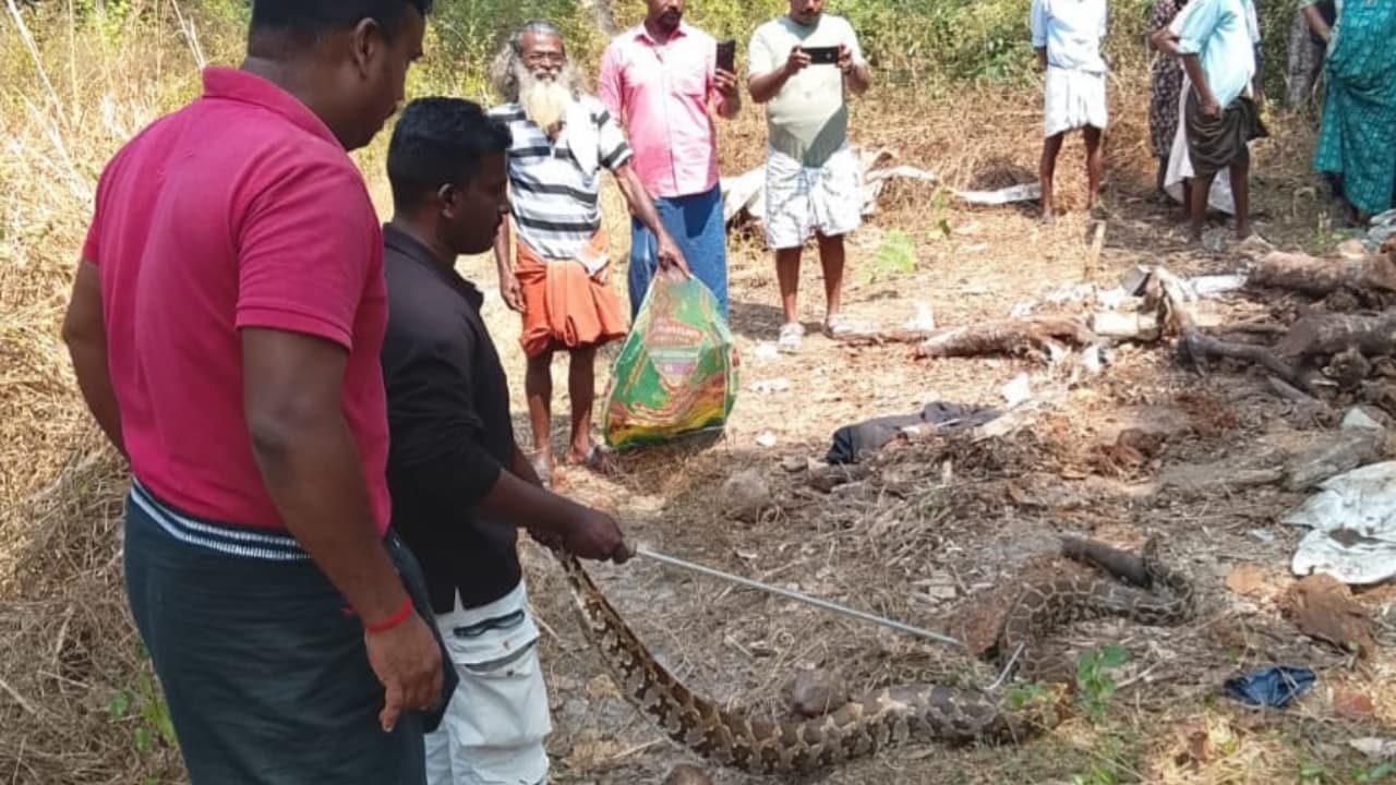 ആലപ്പുഴയിൽ 11 അടി നീളമുള്ള പെരുമ്പാമ്പ്; വനം വകുപ്പ് ഉദ്യോഗസ്ഥരെത്തി പിടികൂടി| giant python | 11 ...