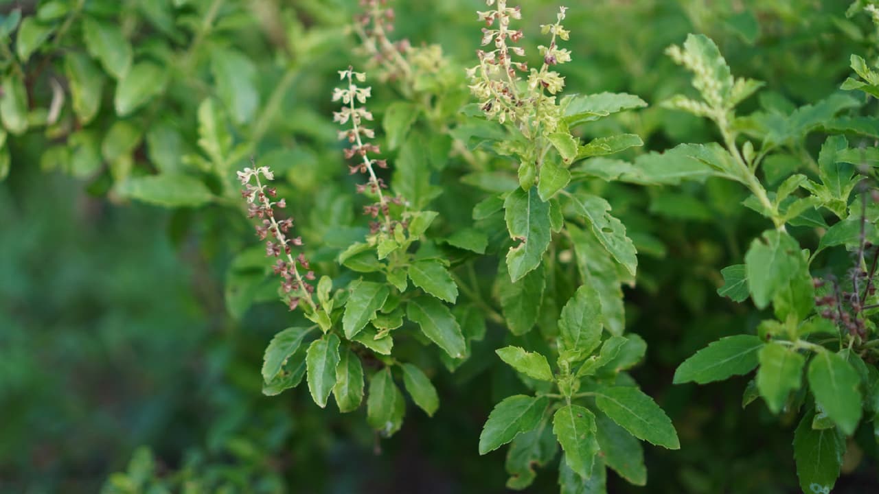 Tulsi Leaves: 5 Amazing Benefits of Chewing 4 Leaves for 10 Days Find ...