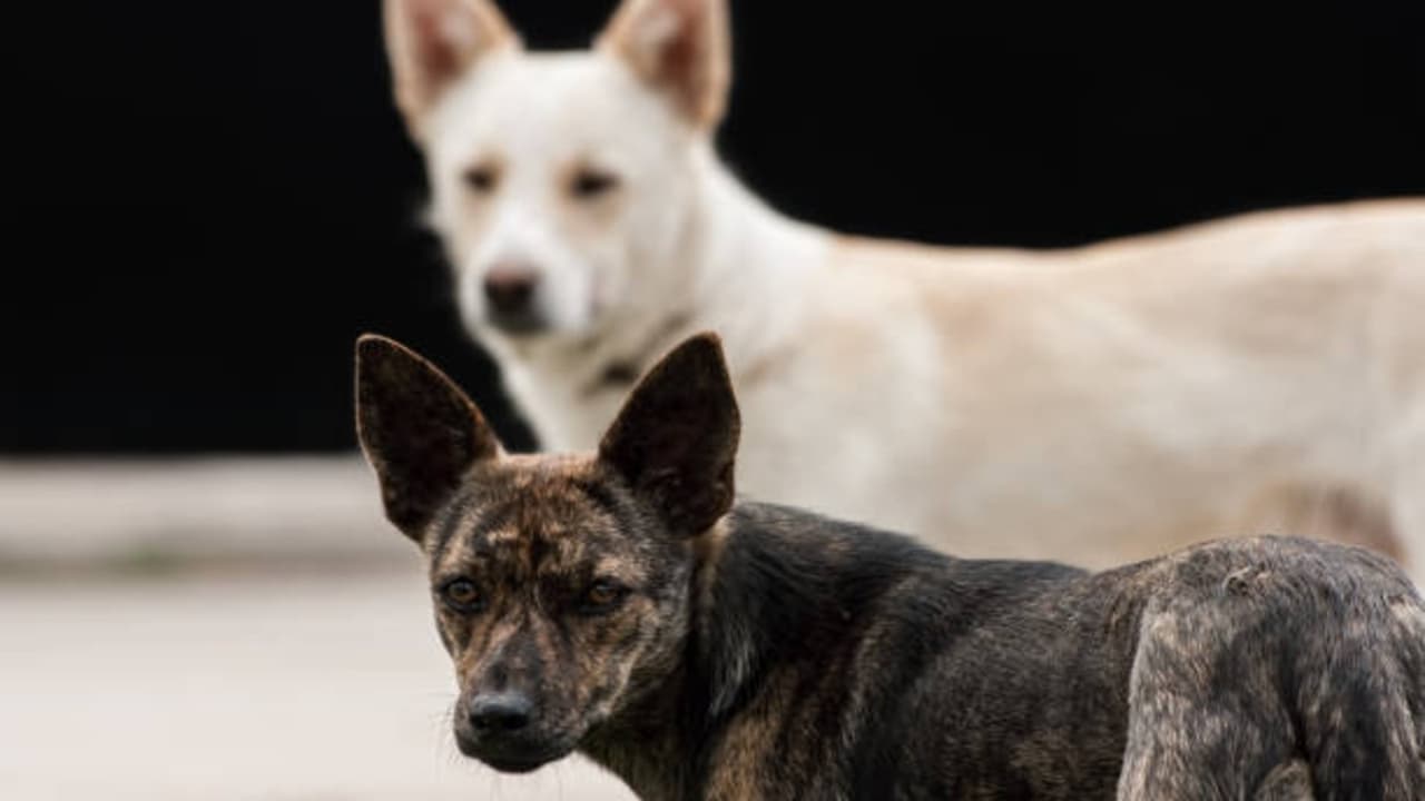 Karnataka: Man Seriously Injured After Stray Dog Attack in Belagavi ...