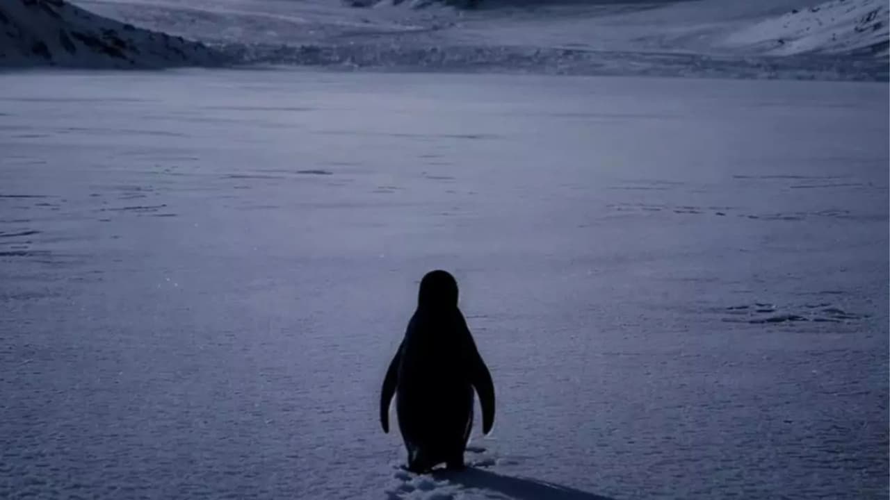 WhThe ‘Nihilist Penguin’ Meme Explained: Why a 2007 Clip Is Viral in ...