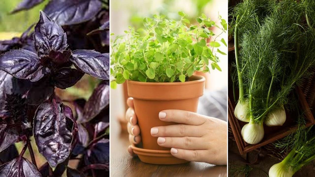 Balcony Spice Garden Ideas: 6 Spices Perfect for Home Gardening ...
