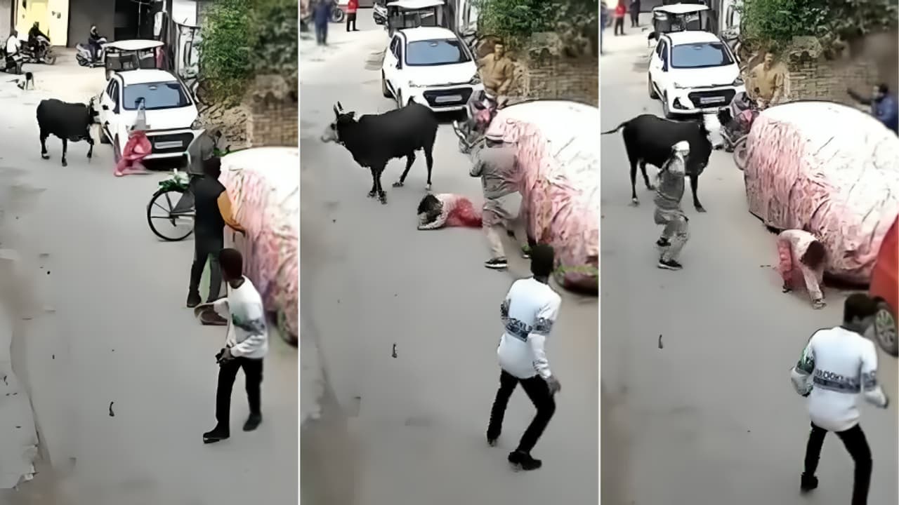 Viral Video Sparks Outrage As Stray Bull Injures Girl in Uttar Pradesh ...